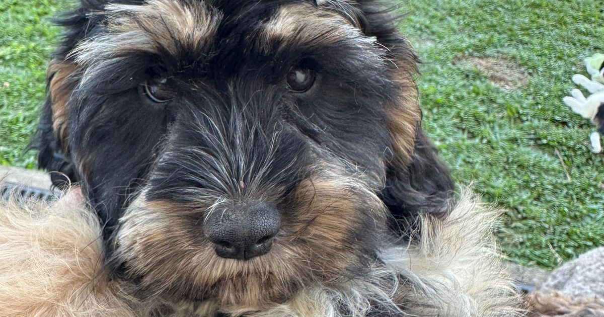 Merle Cavoodle, responsible breeder in Queensland - RightPaw