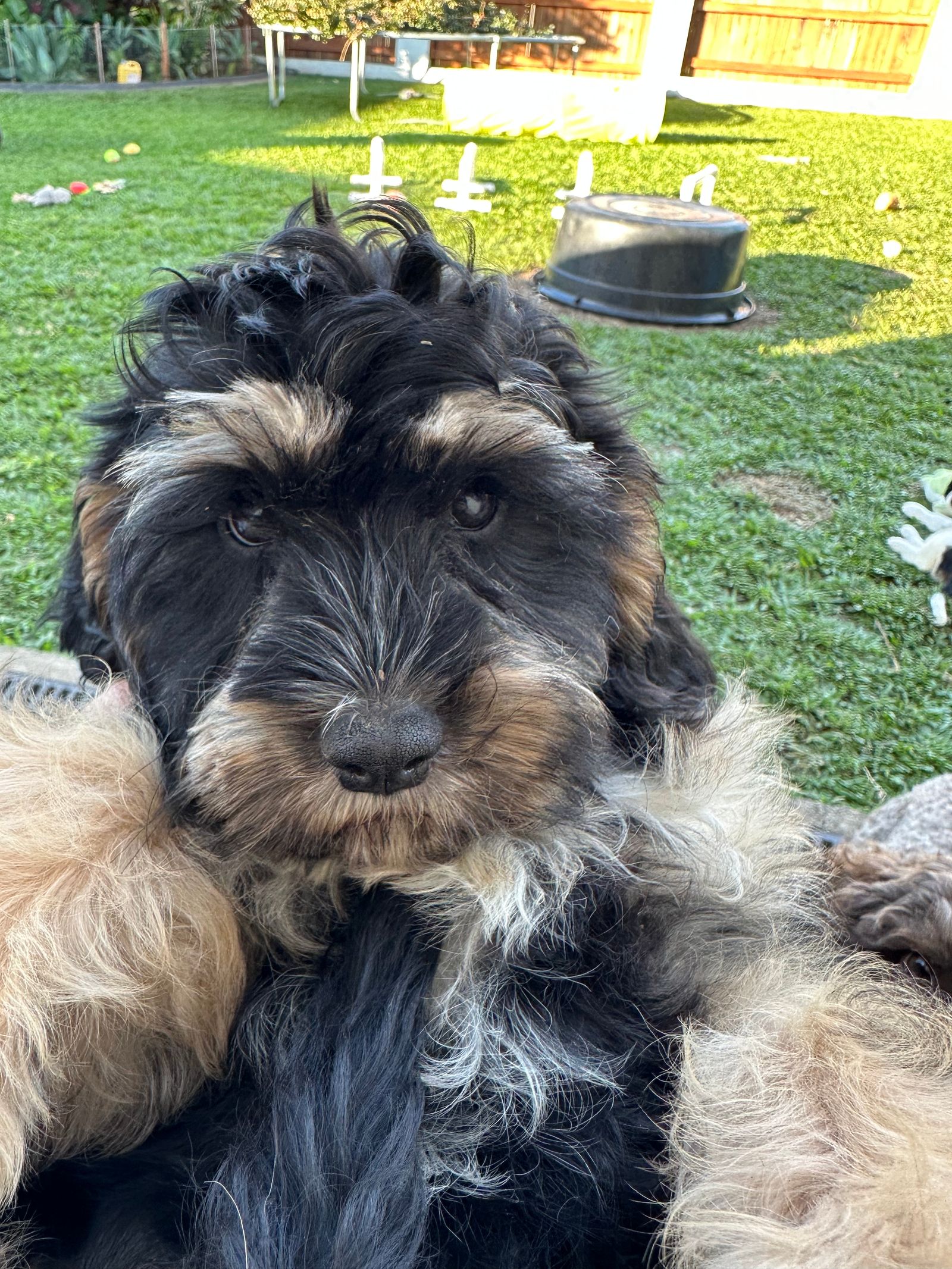 Merle Cavoodle, responsible breeder in Queensland - RightPaw