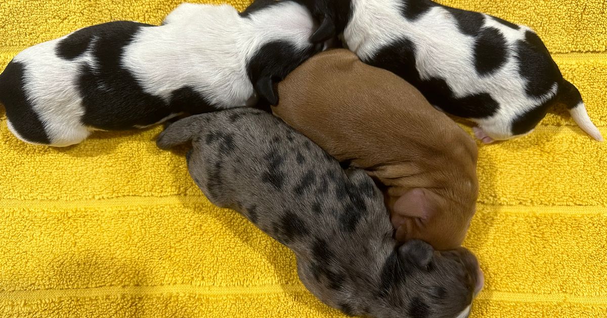 Merle Cavoodle, responsible breeder in Queensland - RightPaw