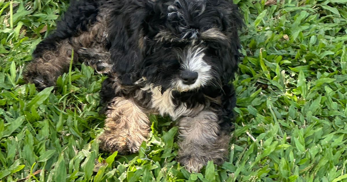 Merle Cavoodle, responsible breeder in Queensland - RightPaw