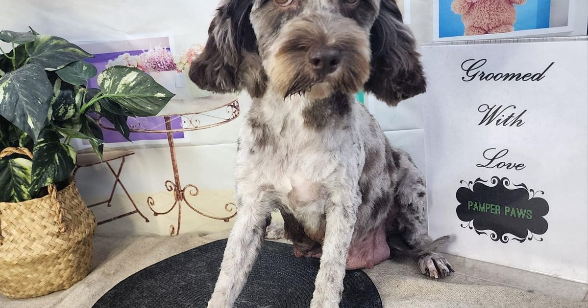 Merle Cavoodle, responsible breeder in Queensland - RightPaw