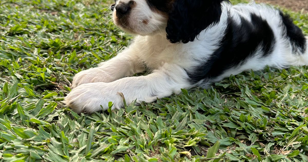 Merle Cavoodle, responsible breeder in Queensland - RightPaw