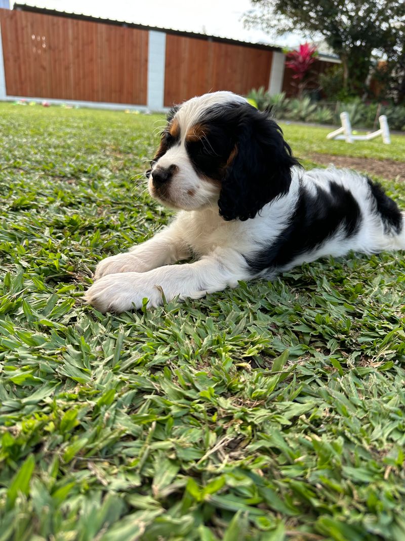 Merle Cavoodle, responsible breeder in Queensland - RightPaw