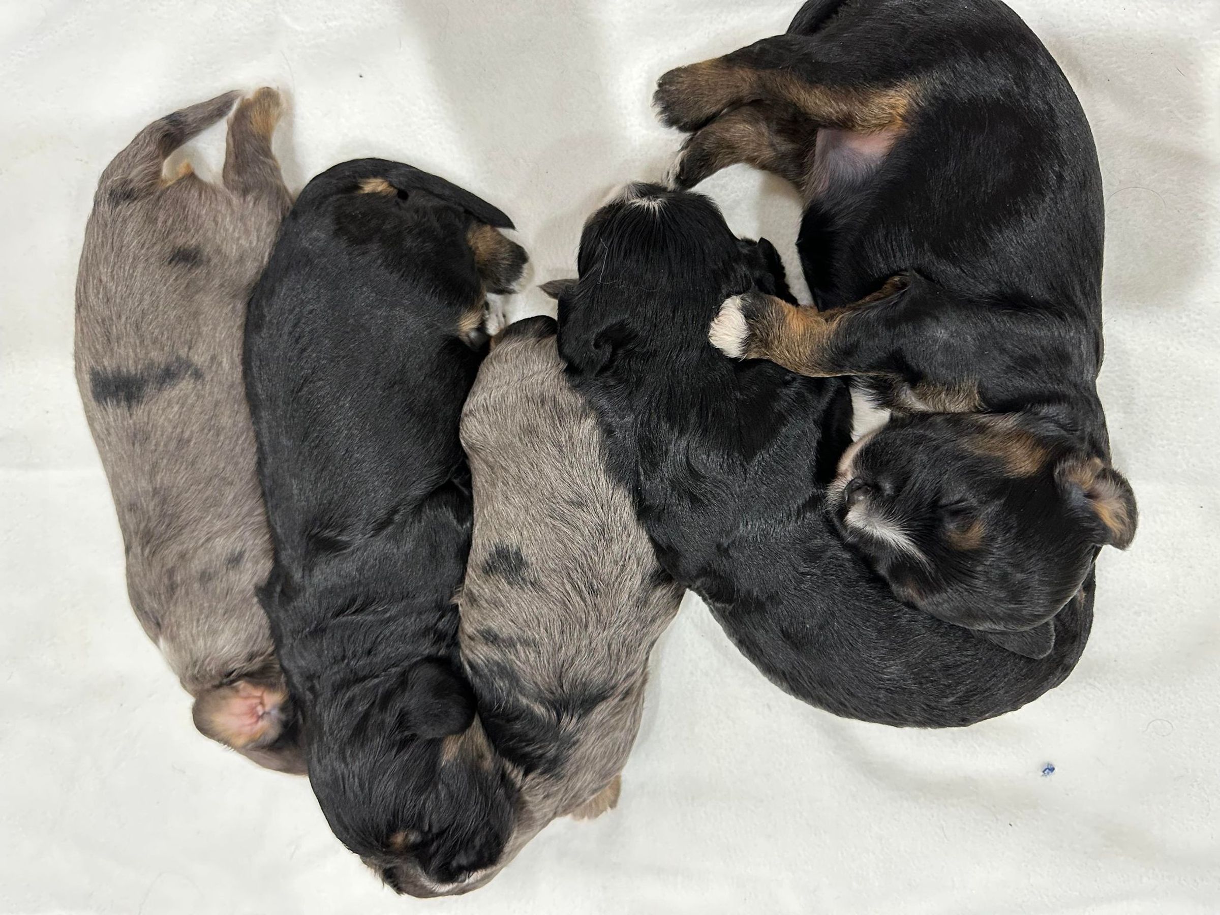 Merle Cavoodle, responsible breeder in Queensland - RightPaw