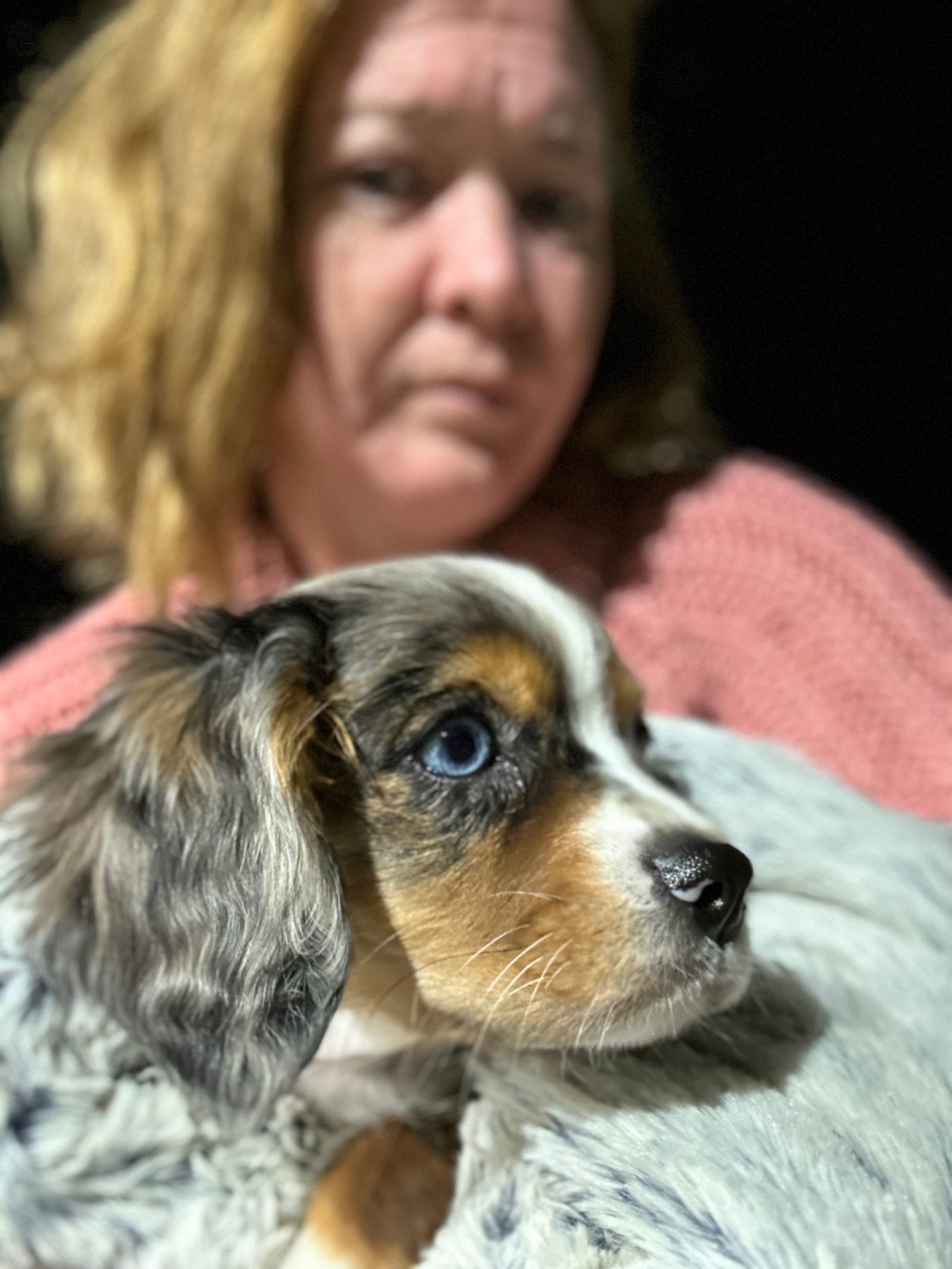 Merle Cavoodle, responsible breeder in Queensland - RightPaw