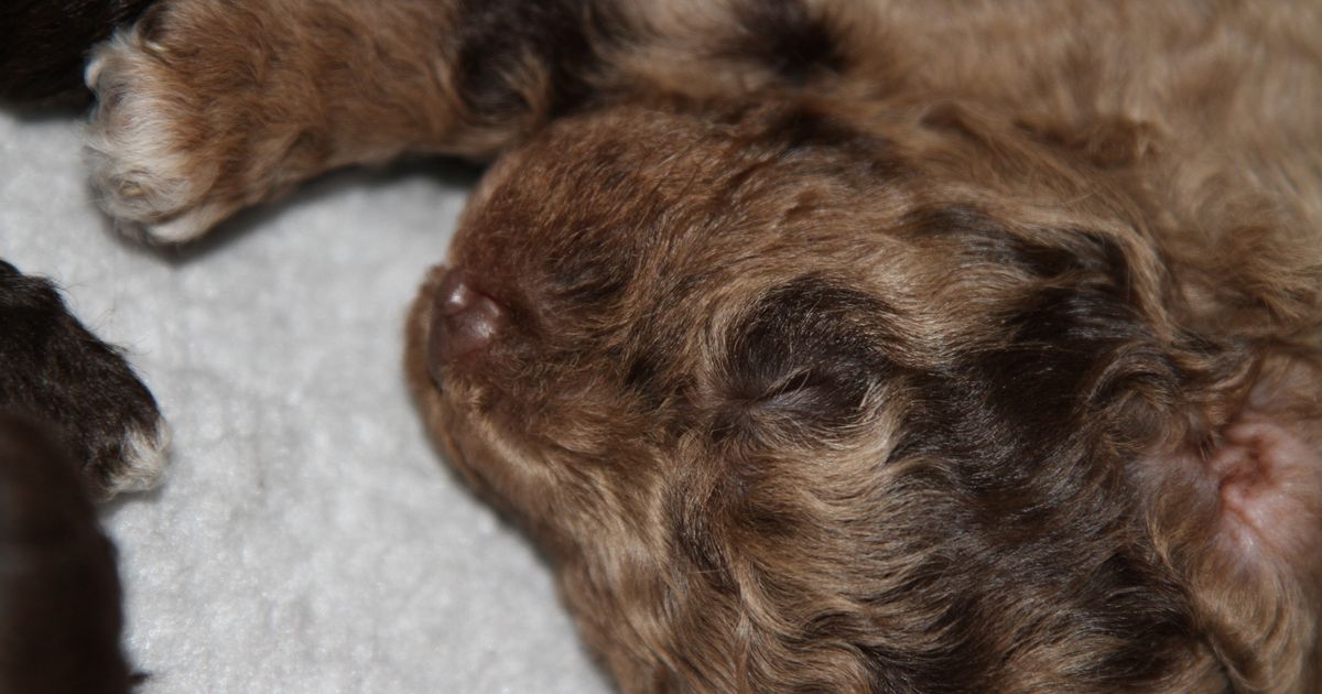 Merle Cavoodle, responsible breeder in Queensland - RightPaw