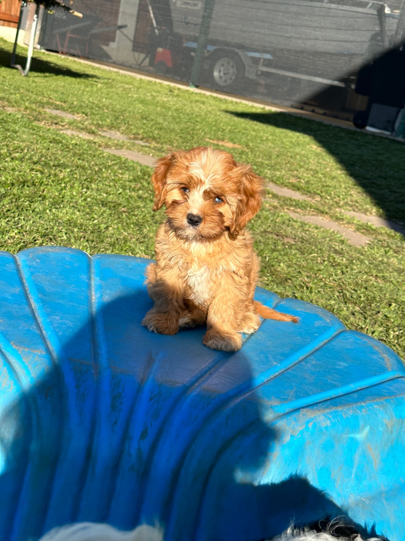 Merle Cavoodle, responsible breeder in Queensland - RightPaw
