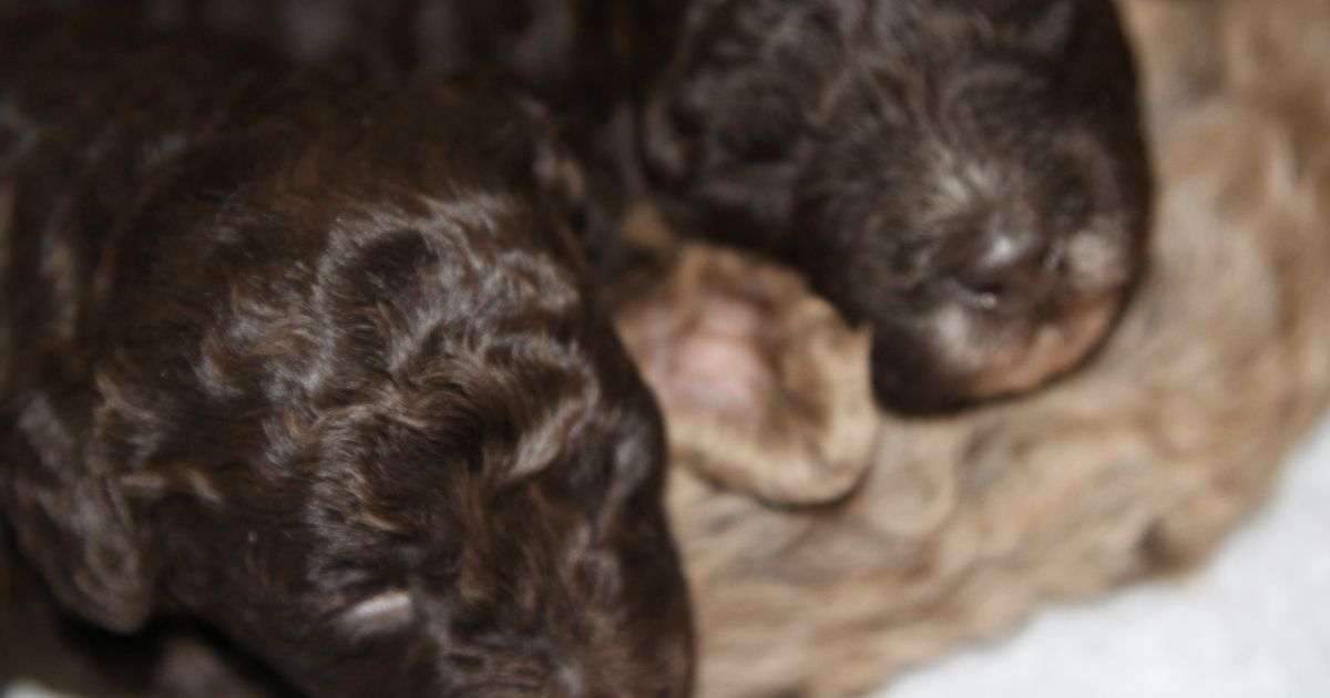 Merle Cavoodle, responsible breeder in Queensland - RightPaw