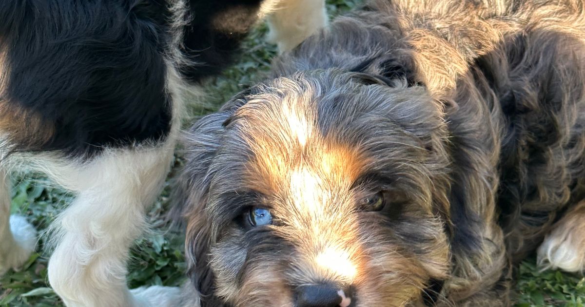 Merle Cavoodle, responsible breeder in Queensland - RightPaw