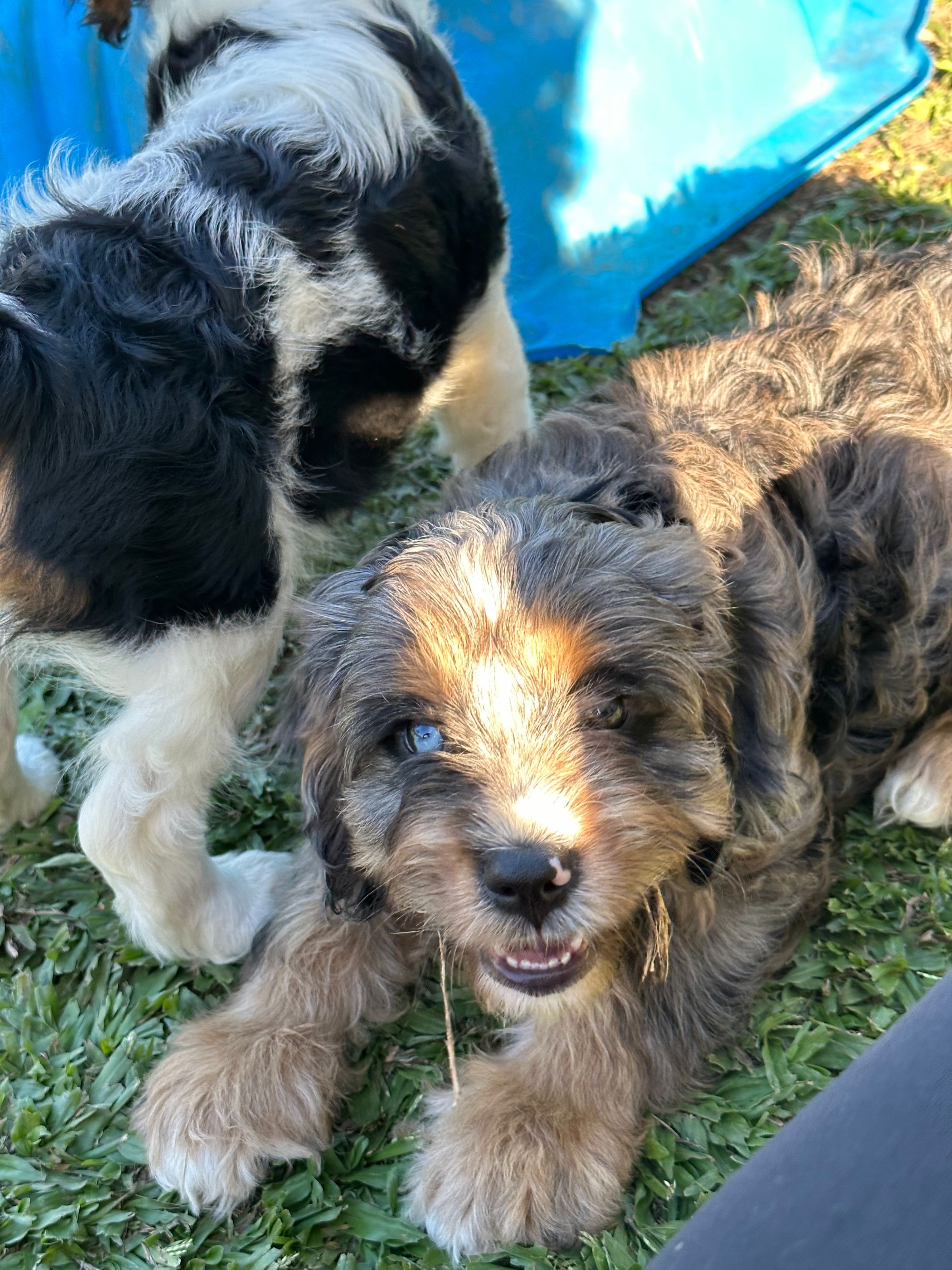 Merle Cavoodle, responsible breeder in Queensland - RightPaw