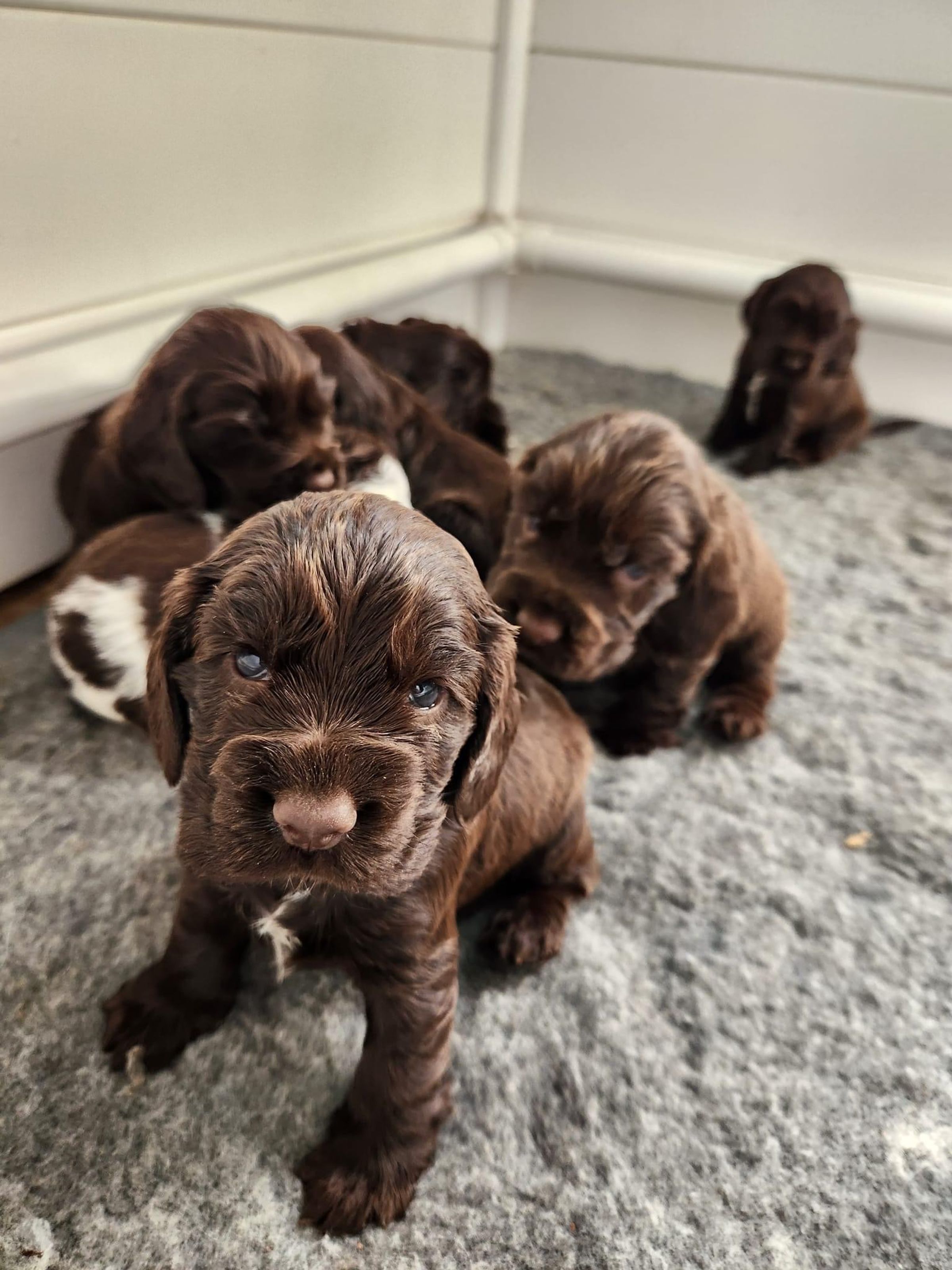 Shelldale cocker spaniels, responsible breeder in Victoria - RightPaw