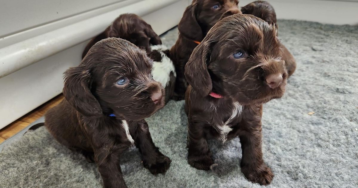 Shelldale cocker spaniels, responsible breeder in Victoria - RightPaw