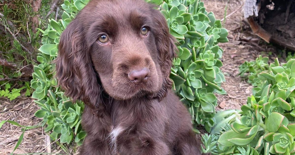Shelldale cocker spaniels, responsible breeder in Victoria - RightPaw