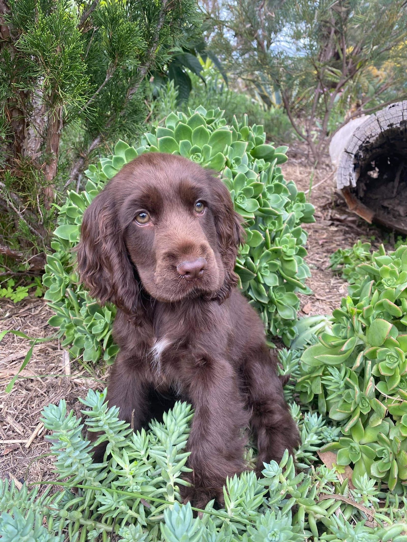 Shelldale cocker spaniels, responsible breeder in Victoria - RightPaw