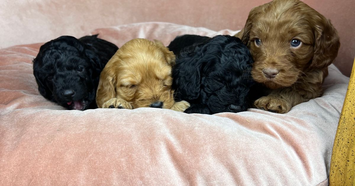 Spring Pastures Puppies Spoodles, responsible breeder in Queensland ...
