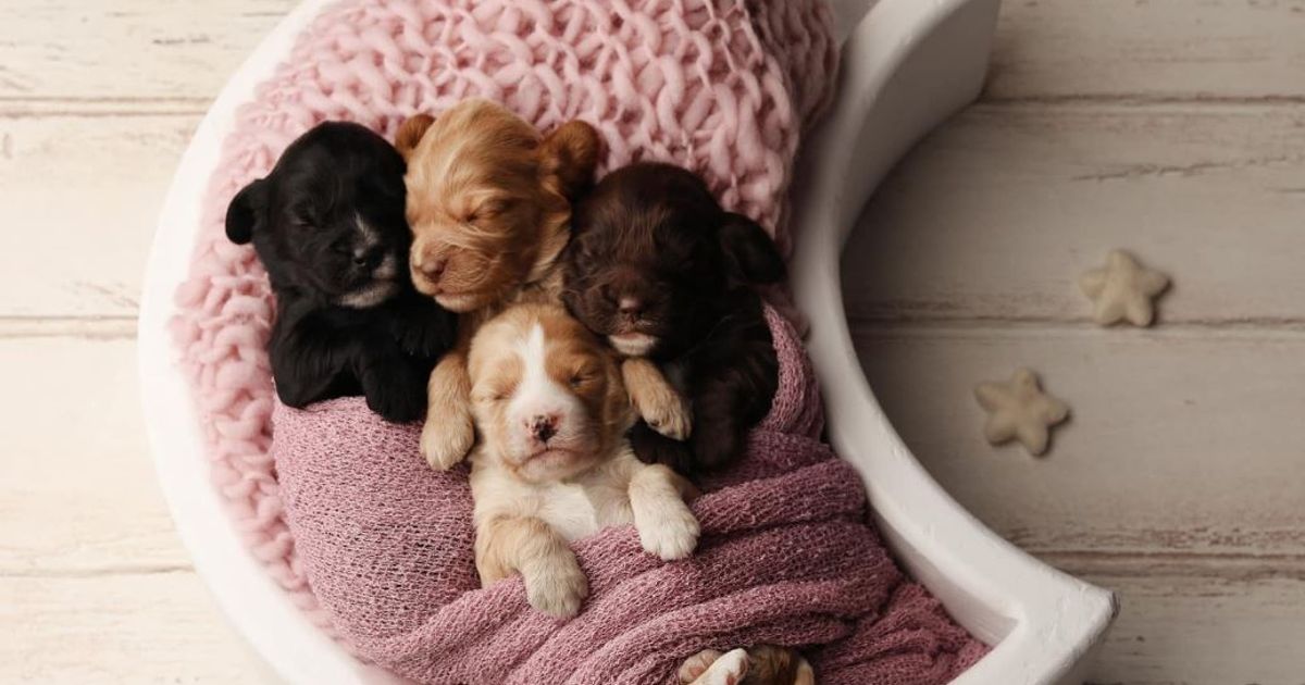 Spring Pastures Puppies Spoodles, responsible breeder in Queensland ...