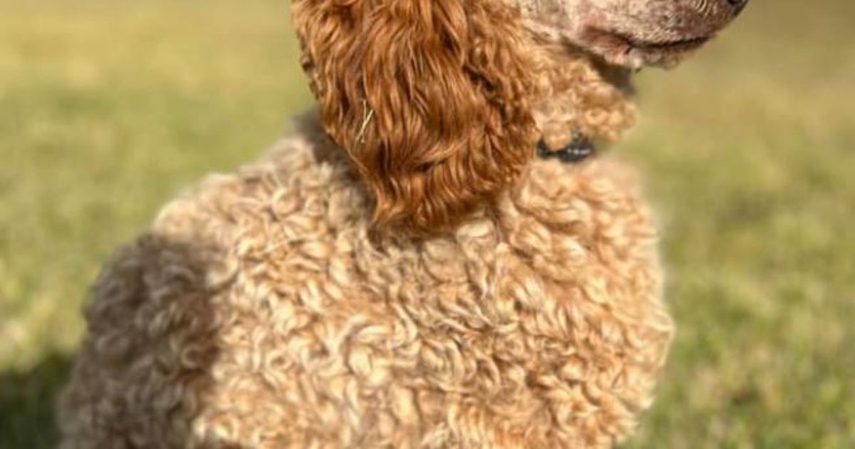 Spring Pastures Puppies Spoodles, responsible breeder in Queensland ...