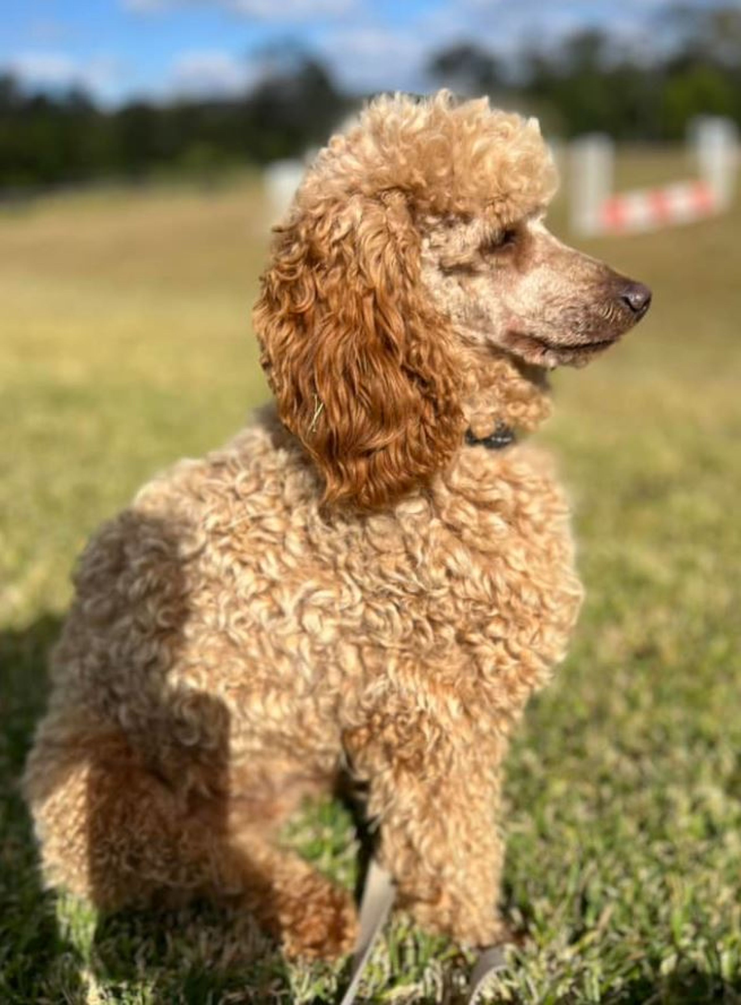 Spring Pastures Puppies Spoodles, responsible breeder in Queensland ...