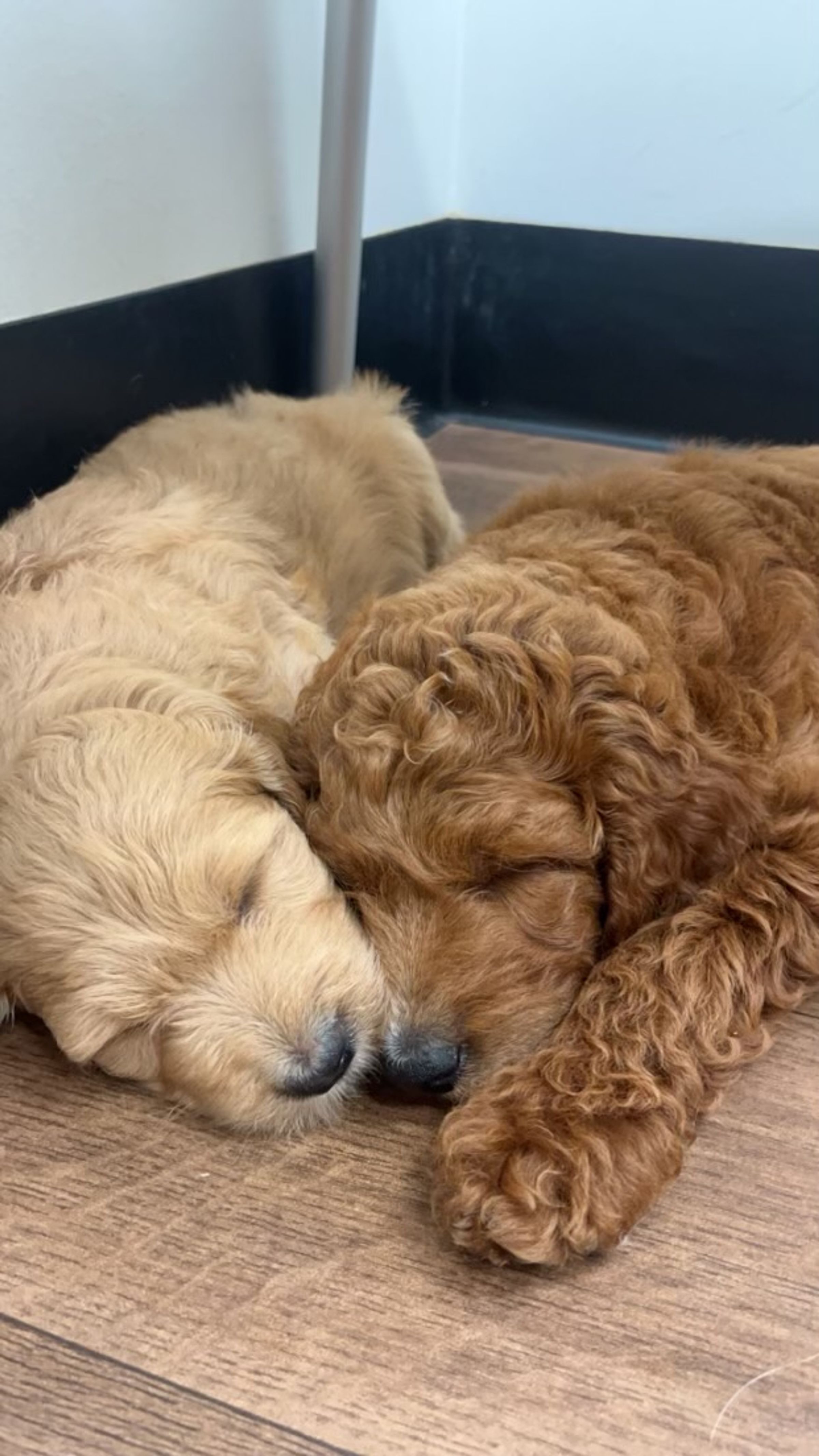 BrodieRoseOodles - Groodles, responsible breeder in Queensland - RightPaw