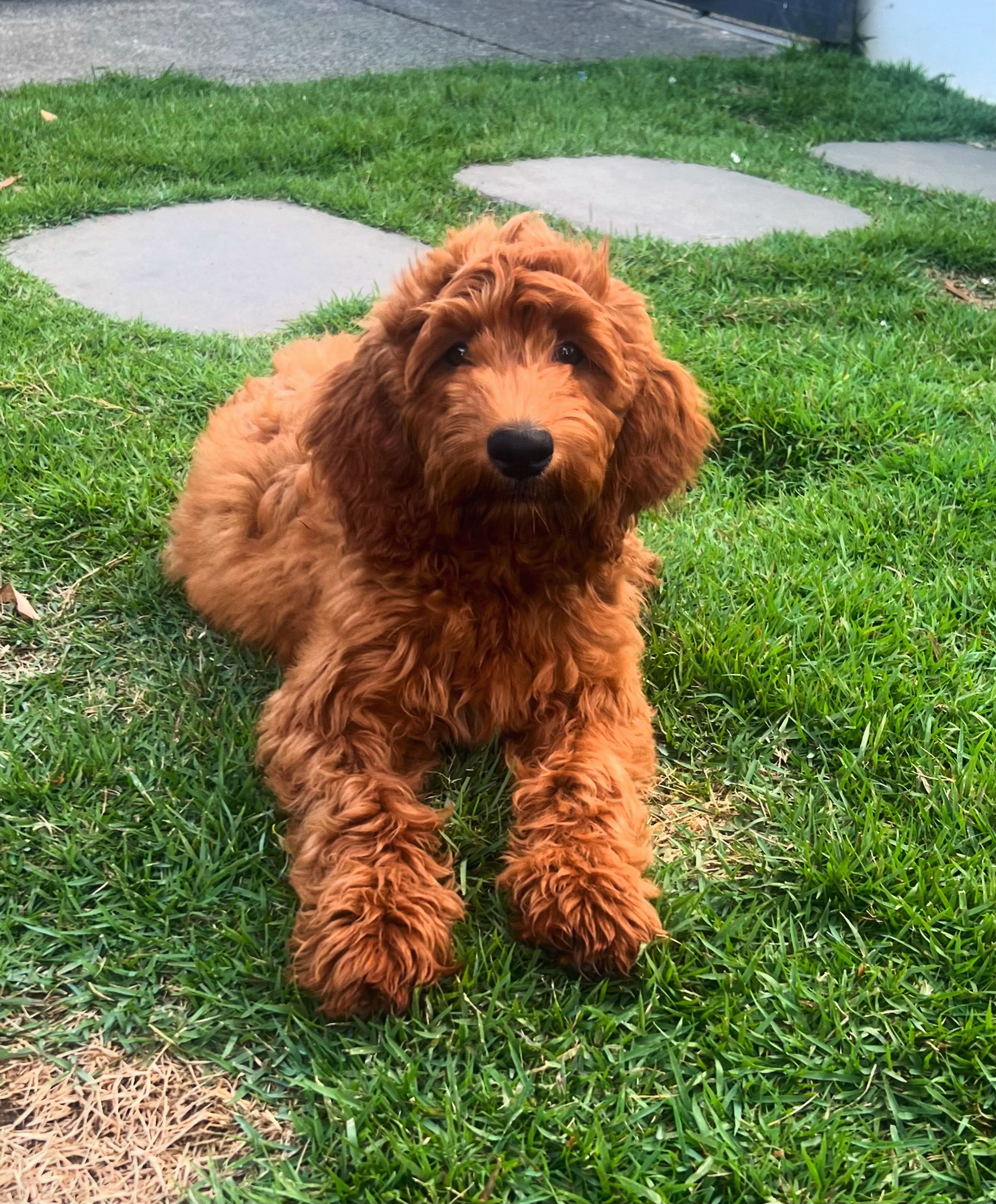 BrodieRoseOodles - Groodles, responsible breeder in Queensland - RightPaw