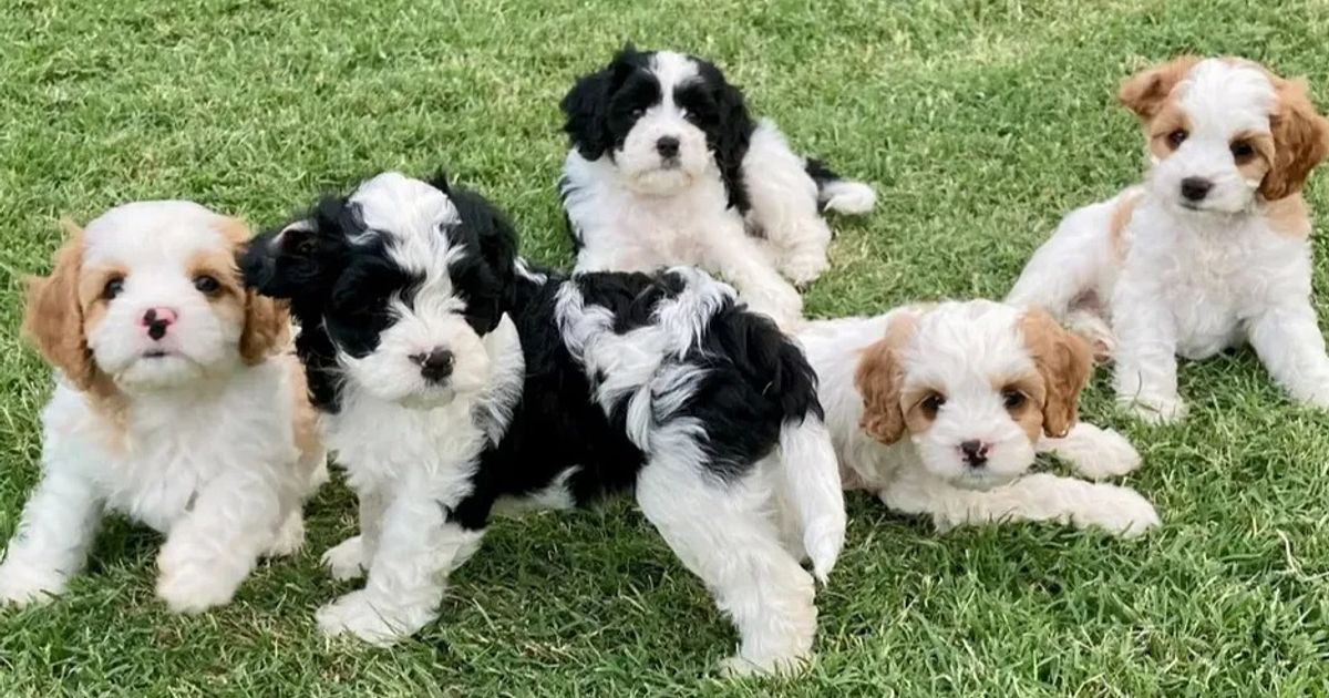Cuddle Pie Puppies, responsible breeder in Queensland - RightPaw