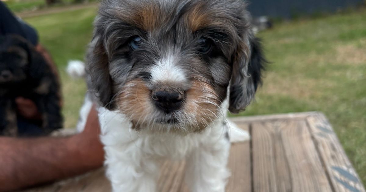 Freezepoint Kennels - F1 Cavoodles, responsible breeder in Victoria ...