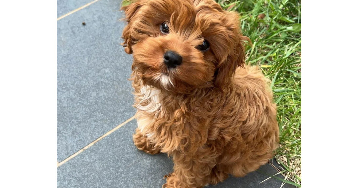 Canine Country Co. - Cavoodle, responsible breeder in New South Wales ...