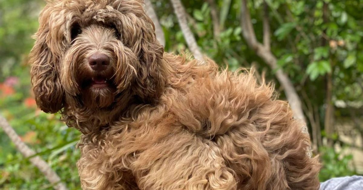 Caralee Labradoodles, responsible breeder in Queensland - RightPaw