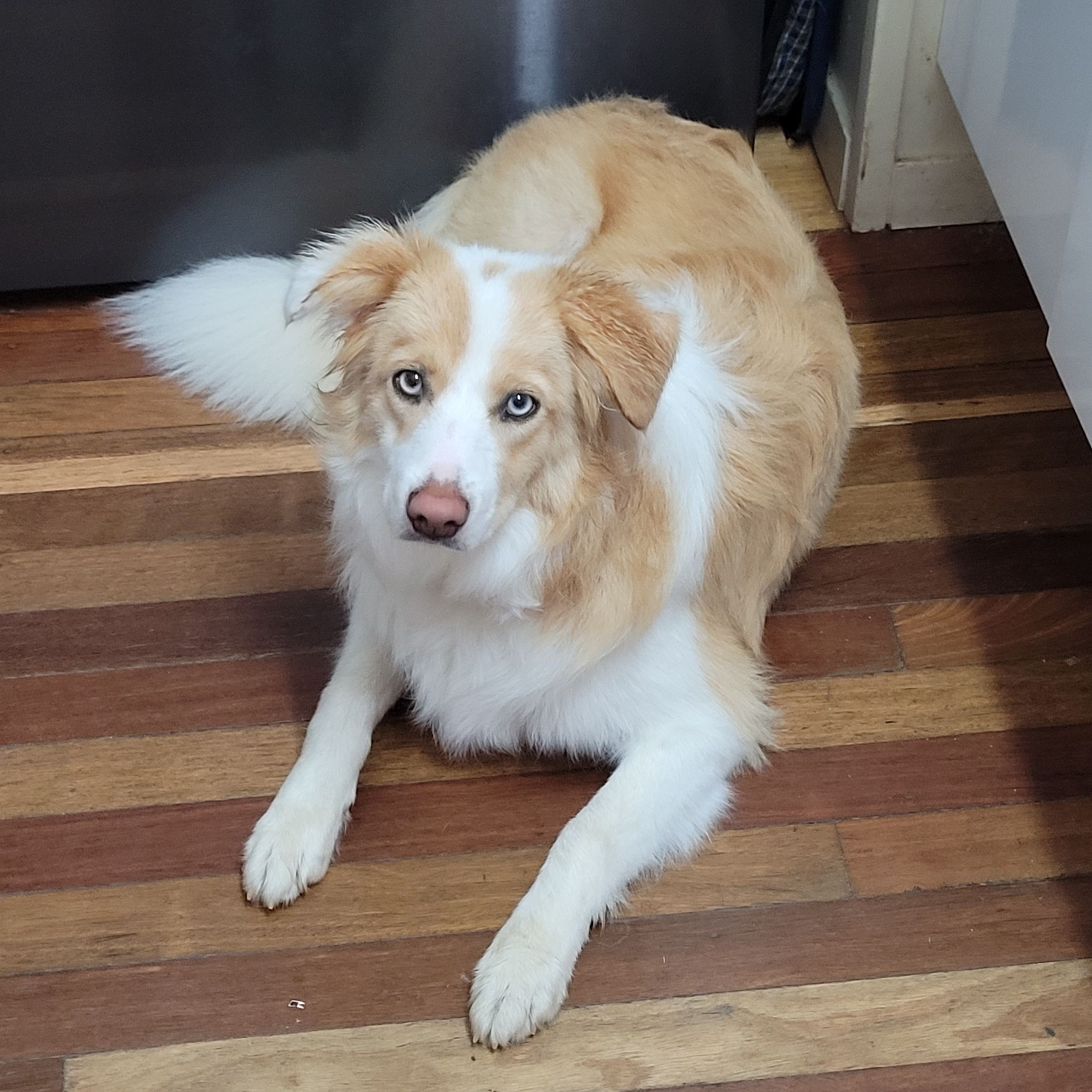 ROSMURGOLD Border Collies (ANKC Registered), responsible breeder in ...