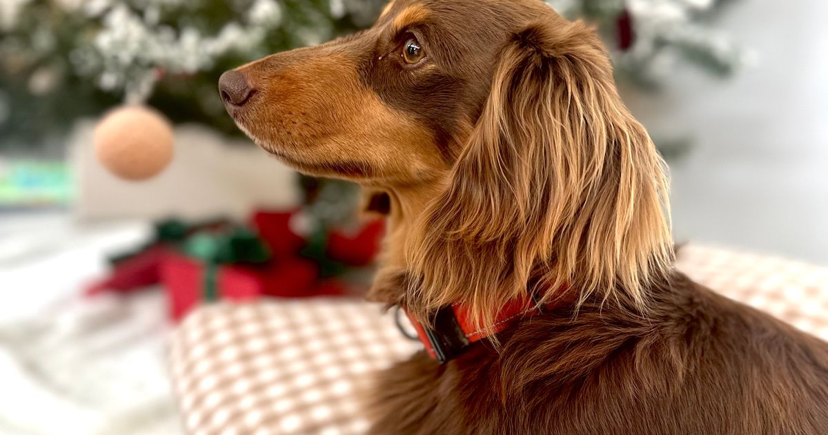 Cyran Canines Miniature Dachshunds, responsible breeder in New South ...