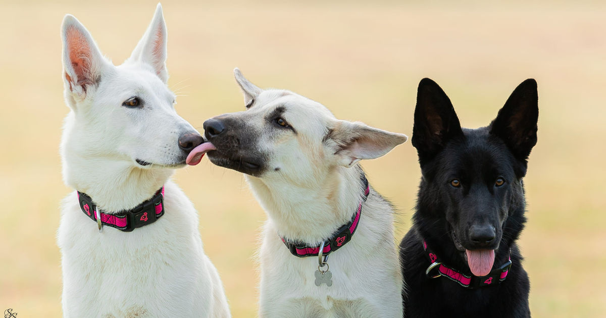 Capaill Uisce Coloured German Shepherds, responsible breeder in ...