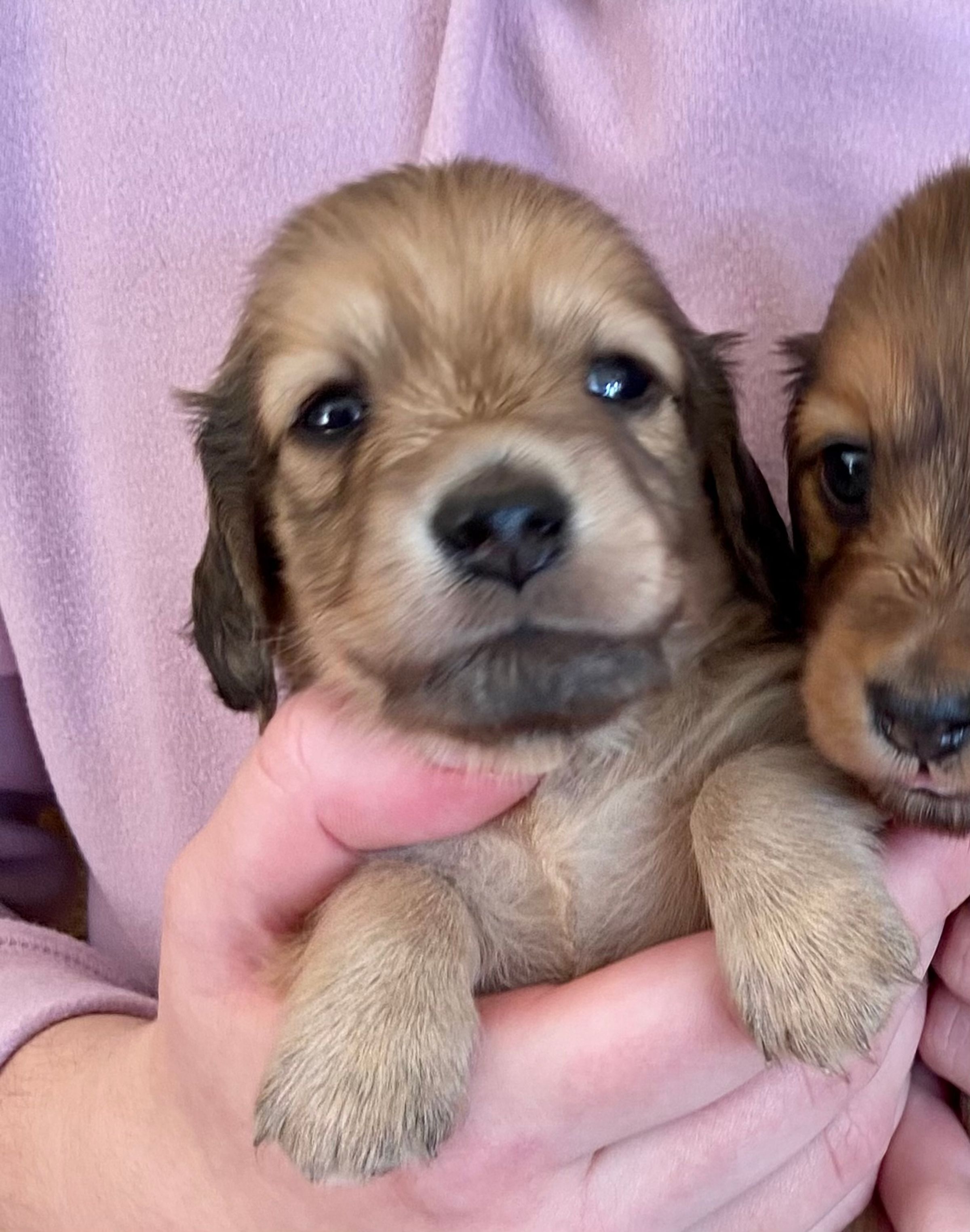 EMAY Miniature Long Haired Dachshunds (Dogs Australia Reg), responsible ...