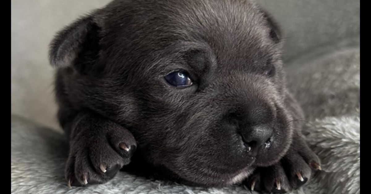 Matalia Staffords, responsible breeder in New South Wales - RightPaw