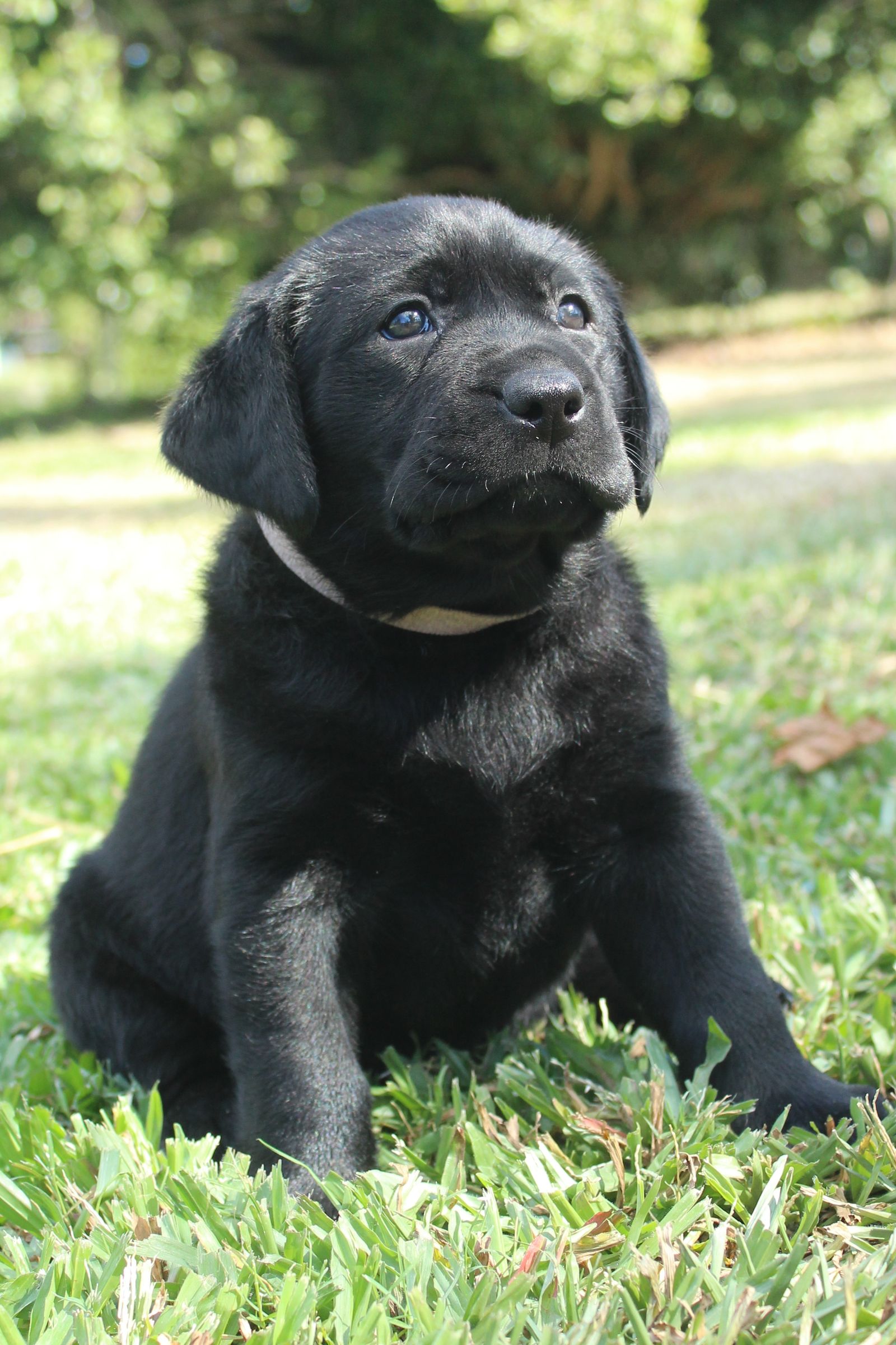 MATESFORLIFE Labradors, responsible breeder in Queensland - RightPaw
