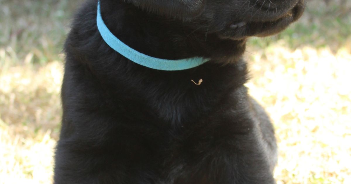 MATESFORLIFE Labradors, responsible breeder in Queensland - RightPaw