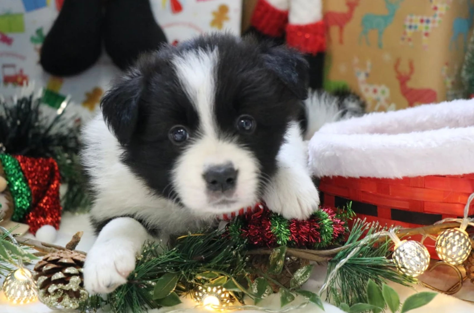 FRECKLEDPARK Border Collies (ANKC Registered), responsible breeder in ...