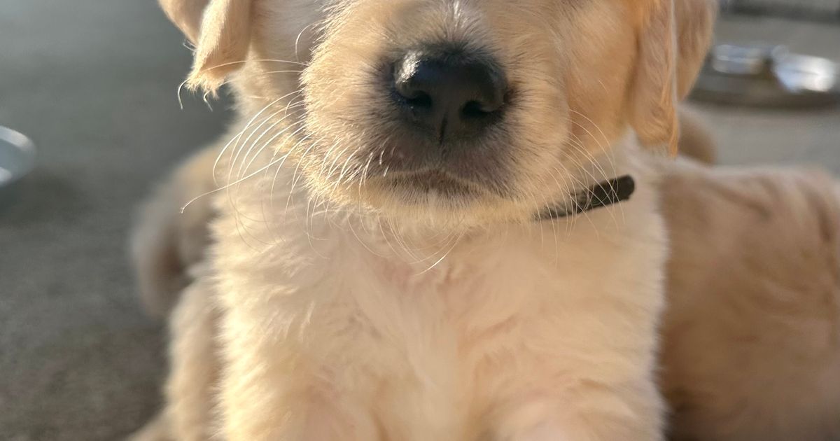 Little Paws Big Hearts Golden Retrievers, responsible breeder in Queensland - RightPaw