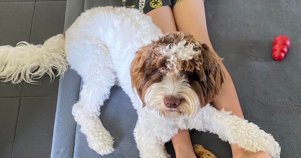 Alimay Labradoodles & Double Doodles, responsible breeder in Queensland ...