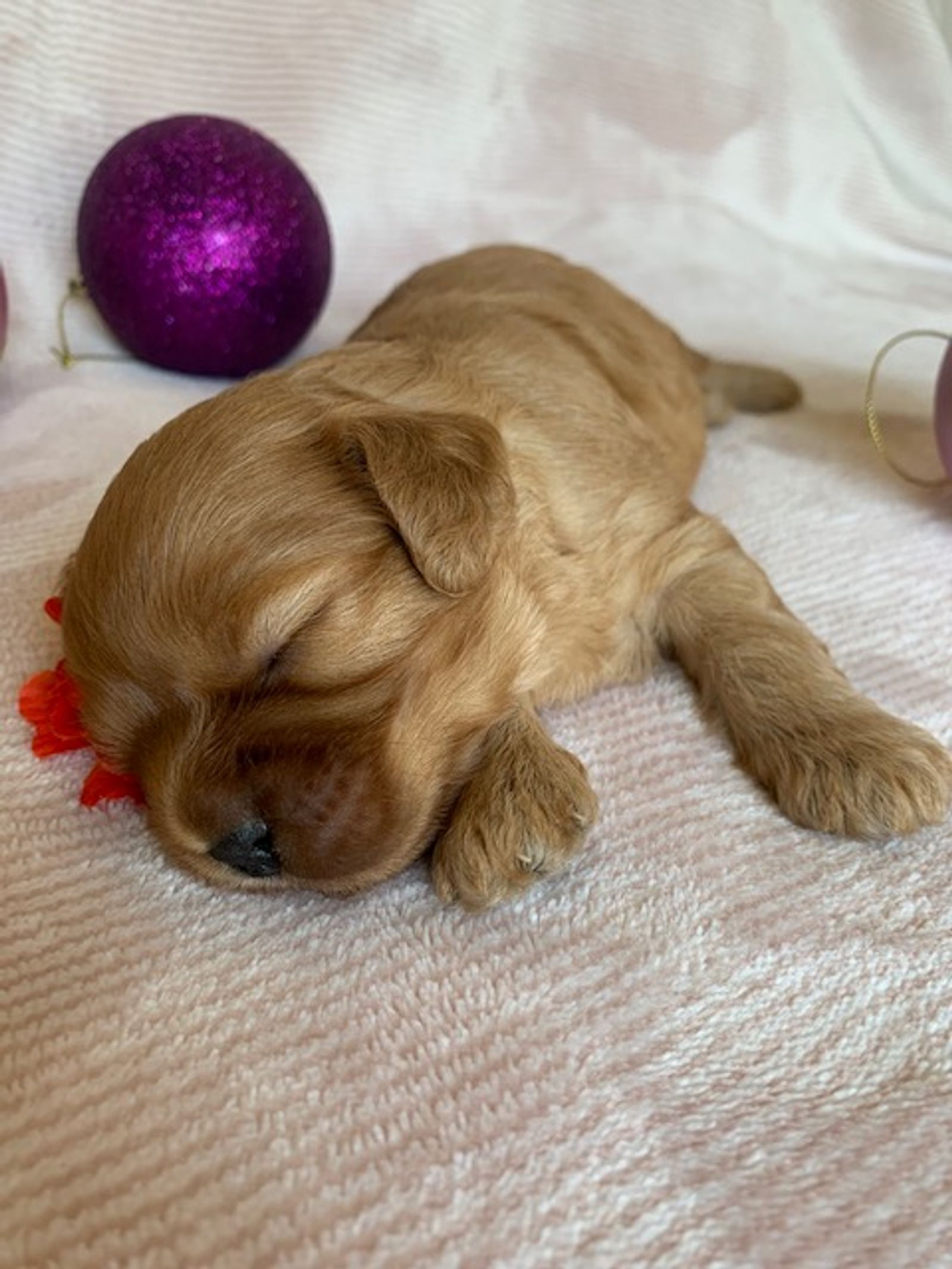 JB Cavoodles, responsible breeder in New South Wales - RightPaw