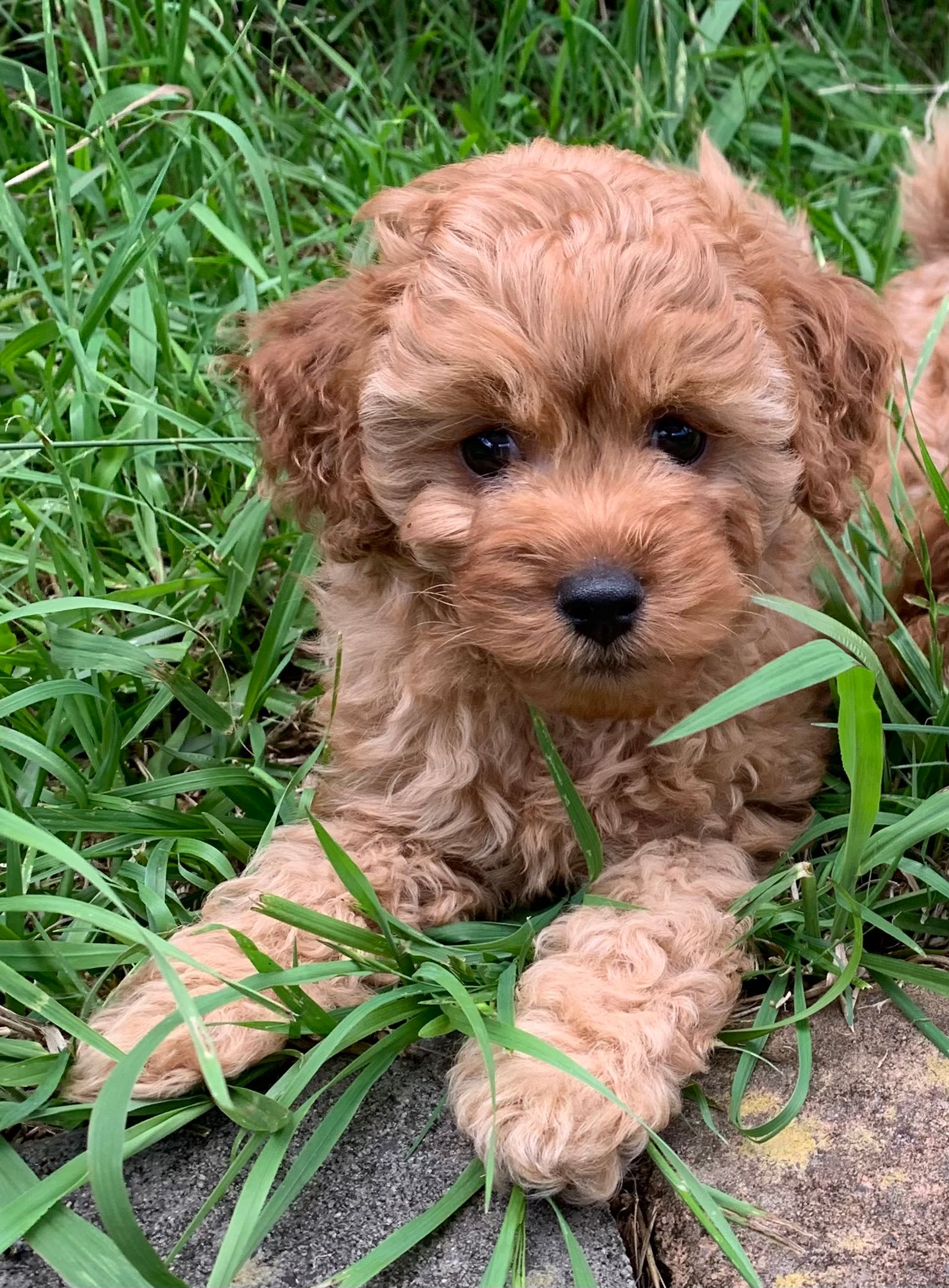 JB Cavoodles, responsible breeder in New South Wales - RightPaw
