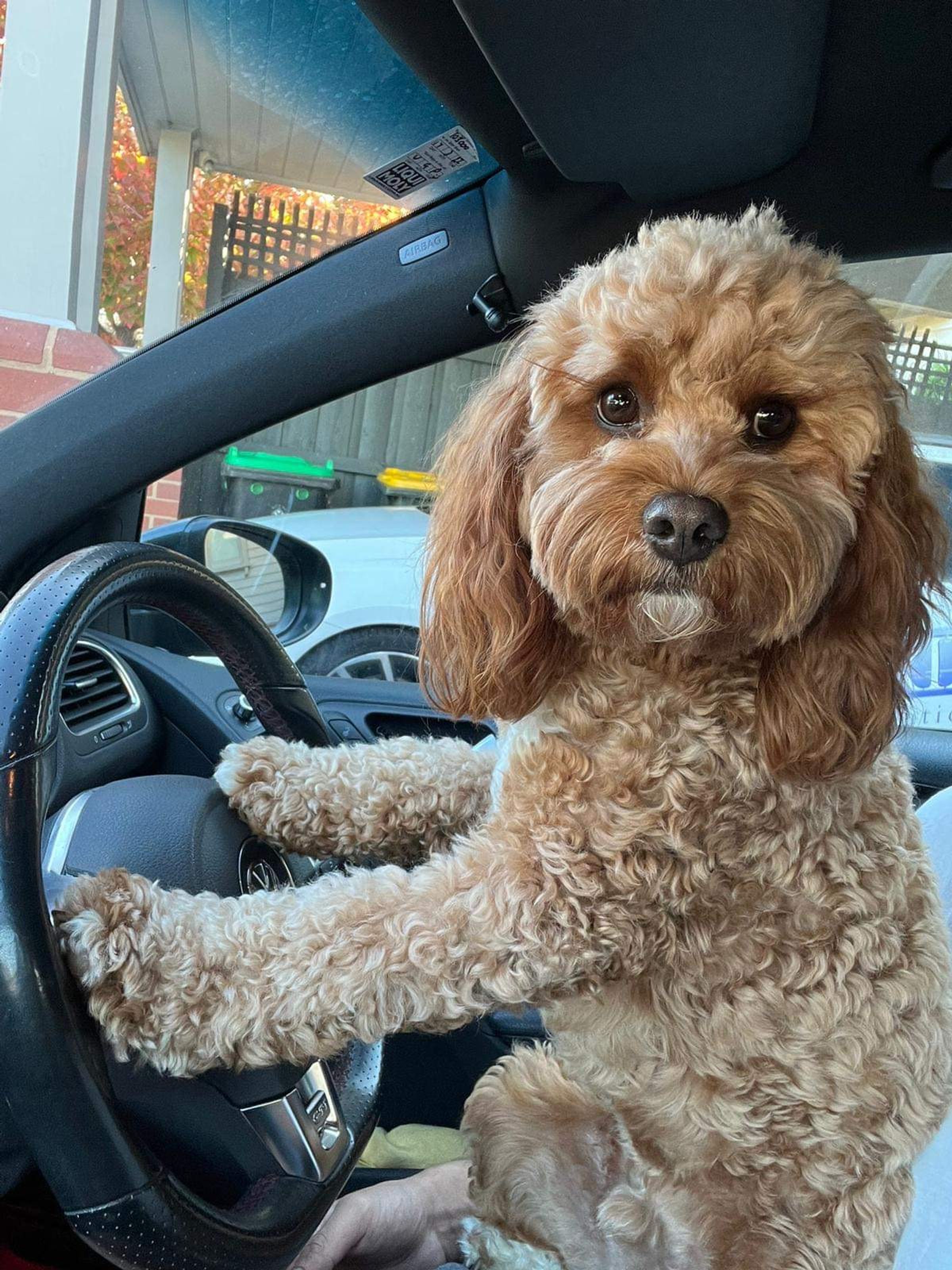JB Cavoodles, responsible breeder in New South Wales - RightPaw