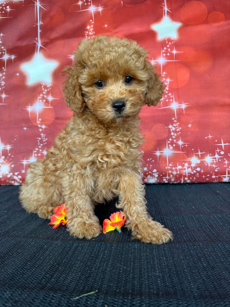 JB Cavoodles, responsible breeder in New South Wales - RightPaw