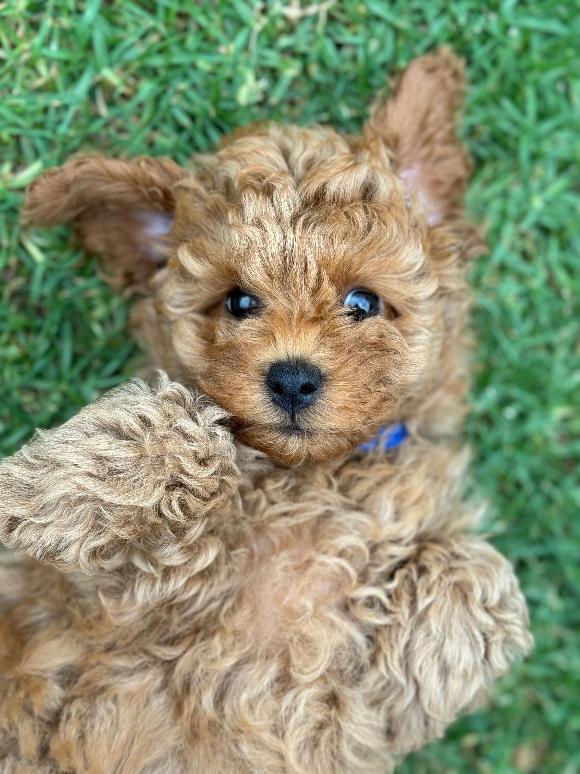 JB Cavoodles, responsible breeder in New South Wales - RightPaw