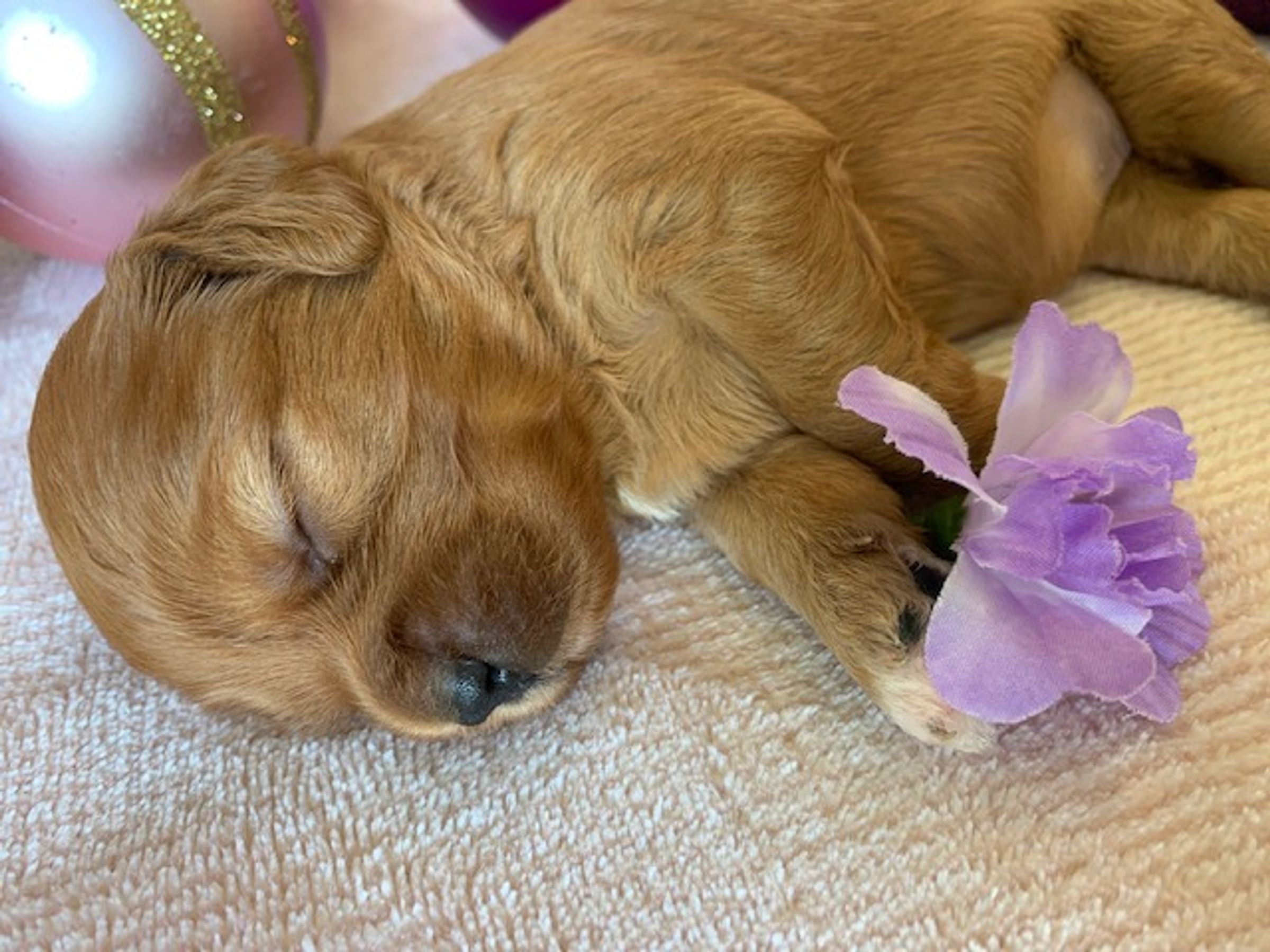 JB Cavoodles, responsible breeder in New South Wales - RightPaw