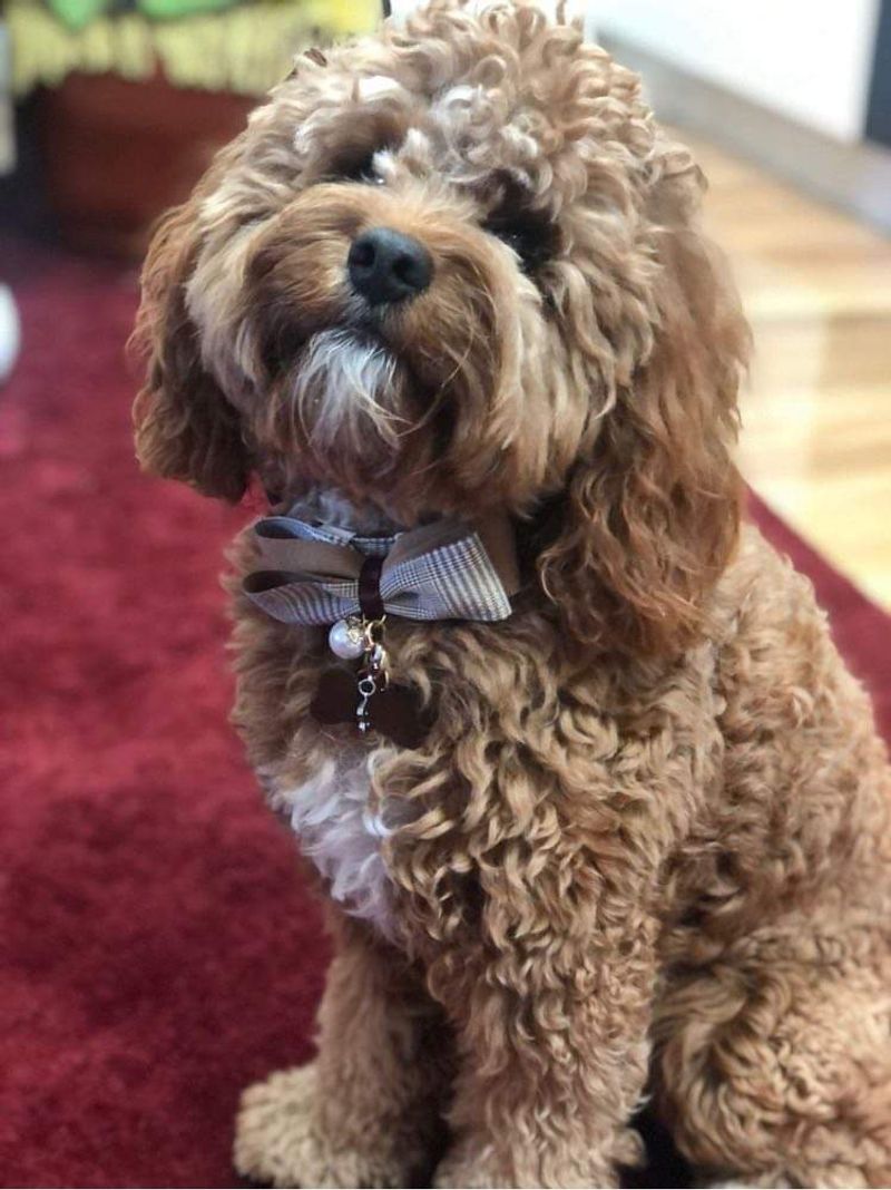 JB Cavoodles, responsible breeder in New South Wales - RightPaw