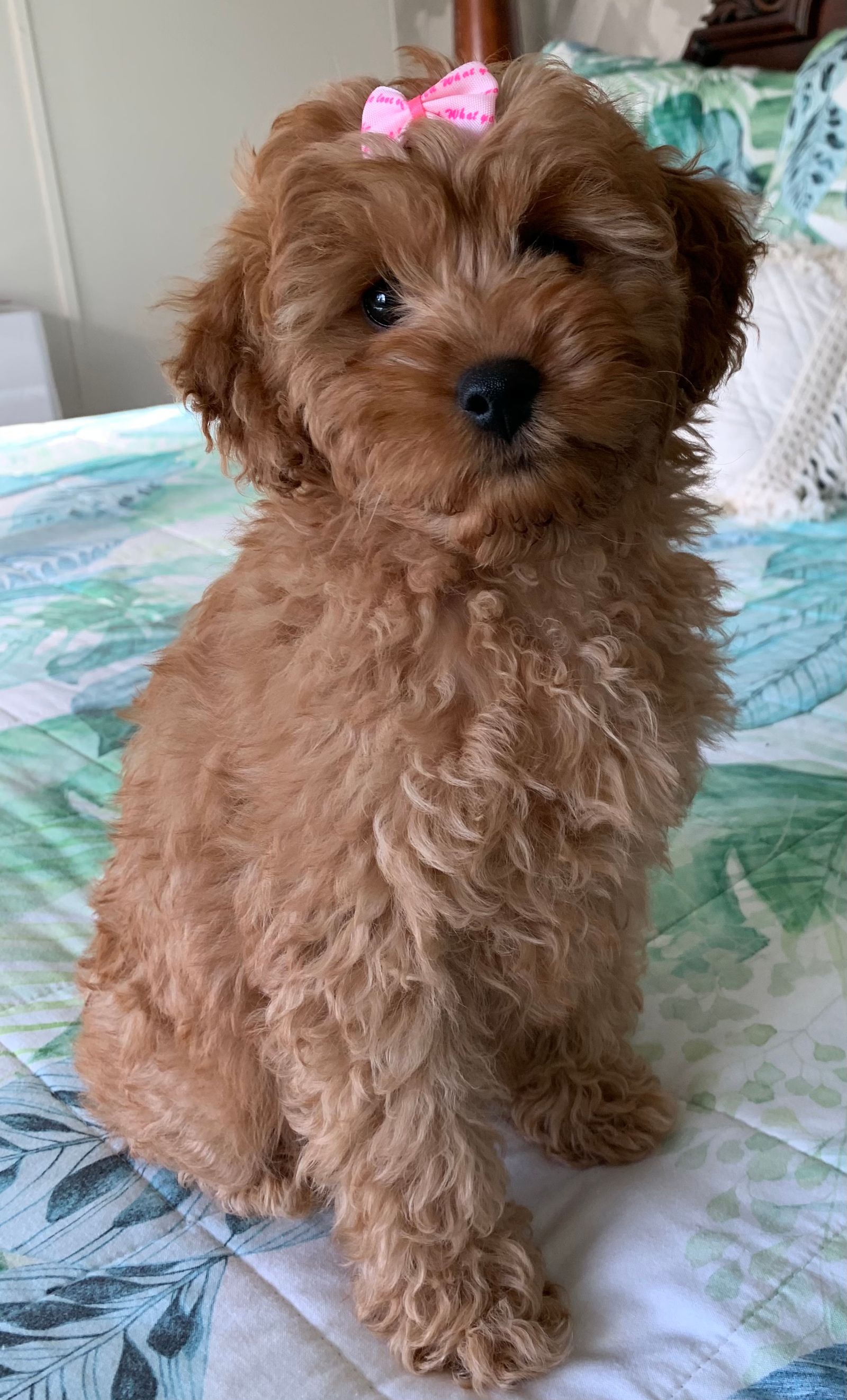 JB Cavoodles, responsible breeder in New South Wales - RightPaw