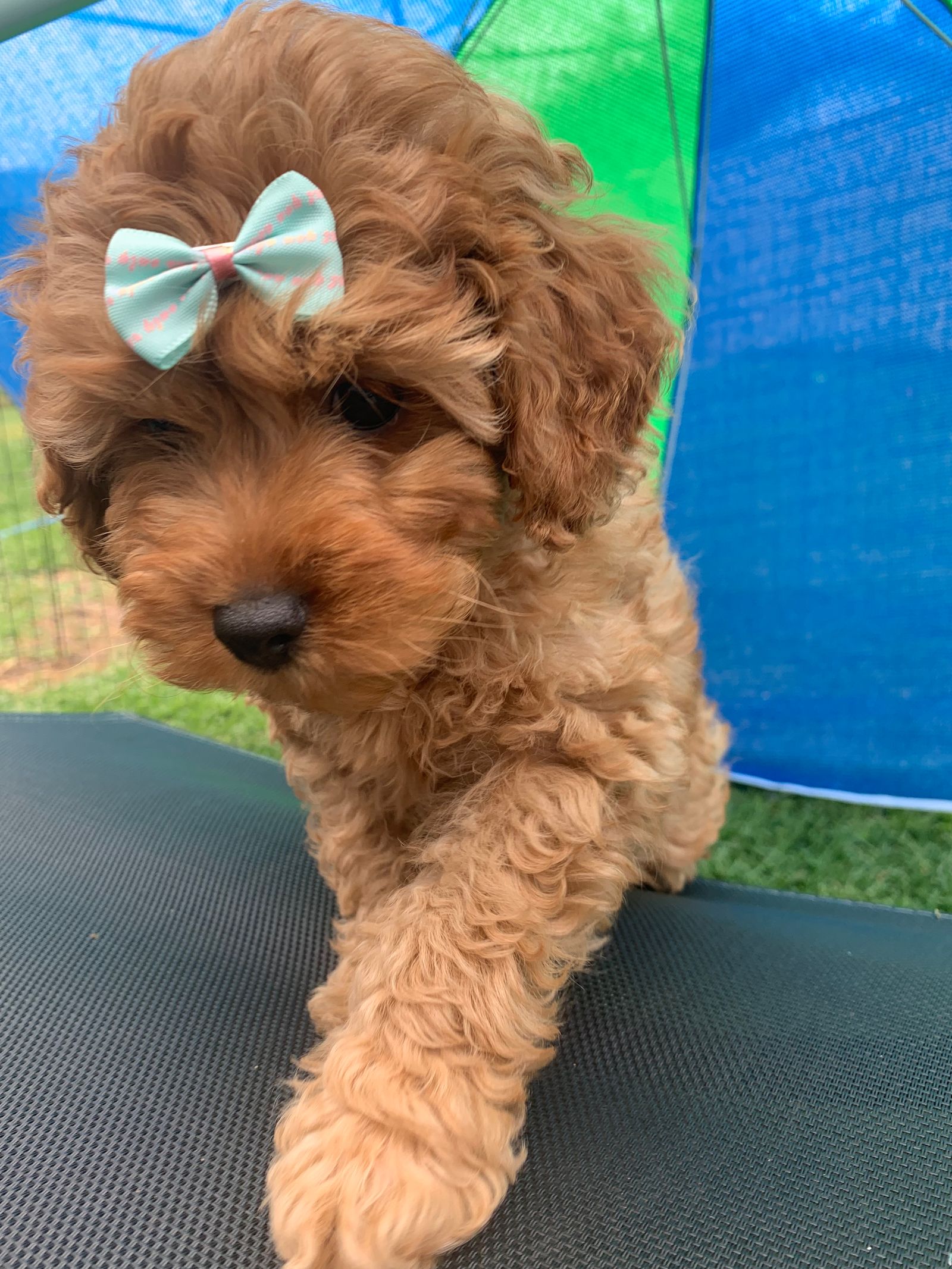 JB Cavoodles, responsible breeder in New South Wales - RightPaw