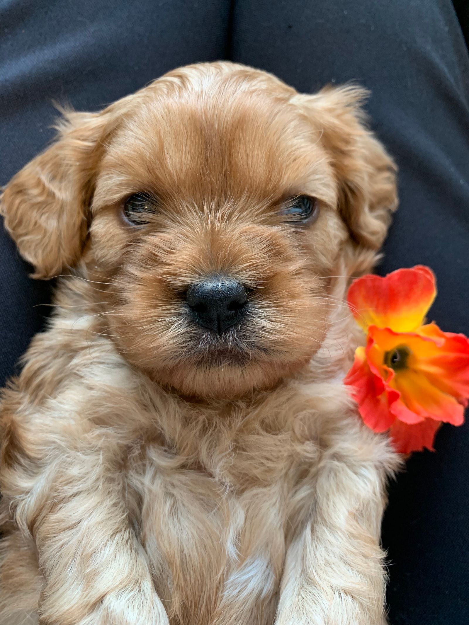 JB Cavoodles, responsible breeder in New South Wales - RightPaw