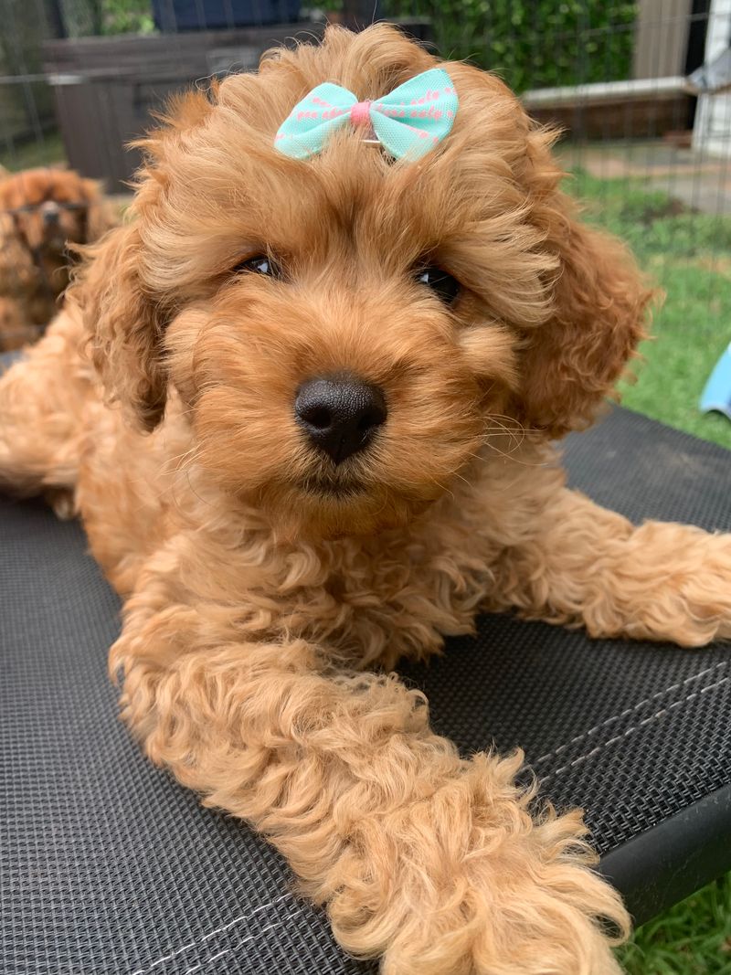 JB Cavoodles, responsible breeder in New South Wales - RightPaw