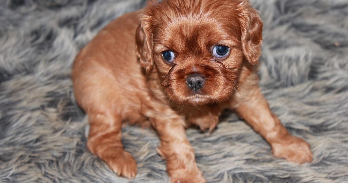 Pandorable Cavaliers, responsible breeder in Queensland - RightPaw